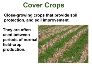 Soil & Yield Changes by Cover Crops | PPTX
