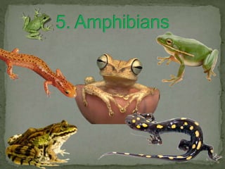 Animal Groups | PPT