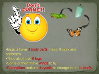 Animal Groups | PPTX