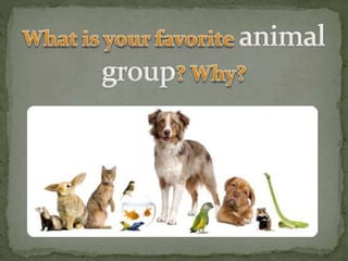 Animal Groups | PPT