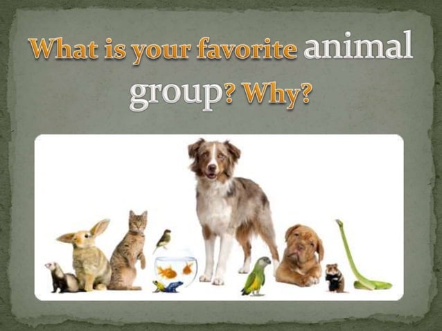 Animal Groups | PPTX