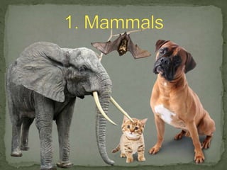 Animal Groups | PPTX