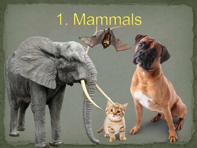 Animal Groups | PPTX