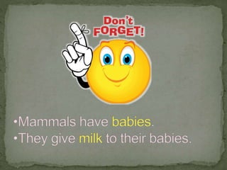 Animal Groups | PPTX