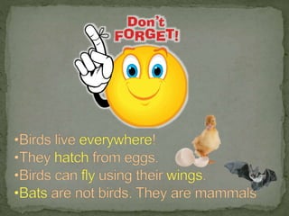 Animal Groups | PPTX