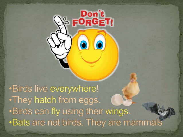 Animal Groups | PPTX