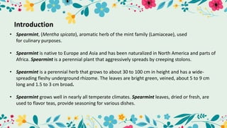 spearmint .pptx