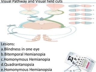 Specail senses ana. physio | PPT