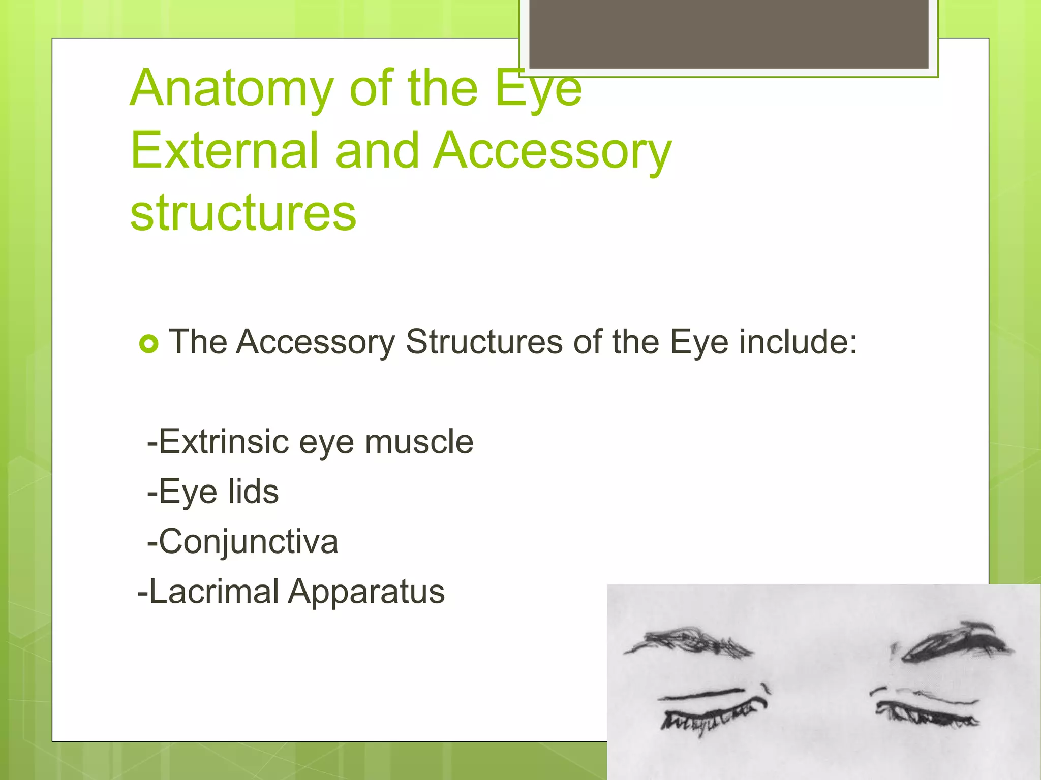 Special Senses | PPTX