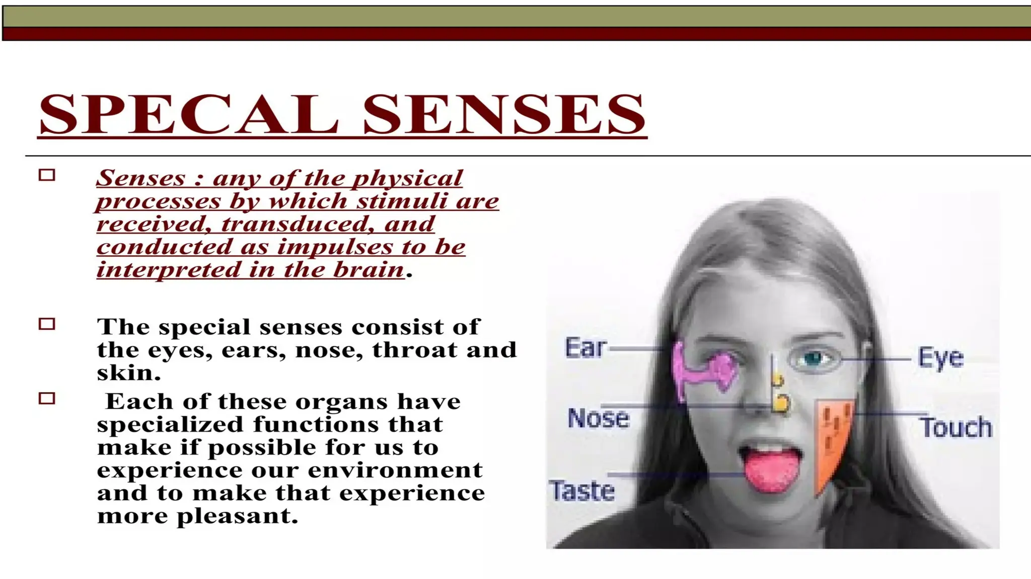 Special senses anatomy learning about the anatomy | PPTX