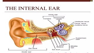 Special senses anatomy learning about the anatomy | PPTX