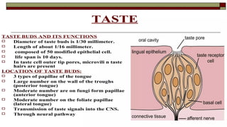 Special senses anatomy learning about the anatomy | PPTX