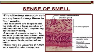 Special senses anatomy learning about the anatomy | PPTX
