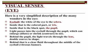 Special senses anatomy learning about the anatomy | PPTX