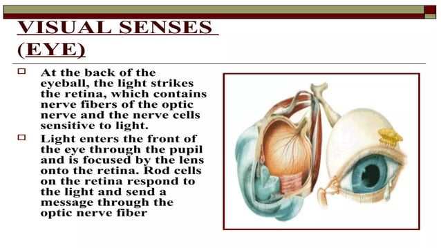 Special senses anatomy learning about the anatomy | PPTX