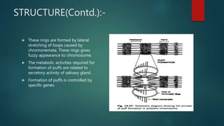 Special chromosomes | PPTX