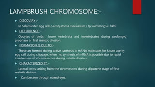 Special chromosomes | PPTX