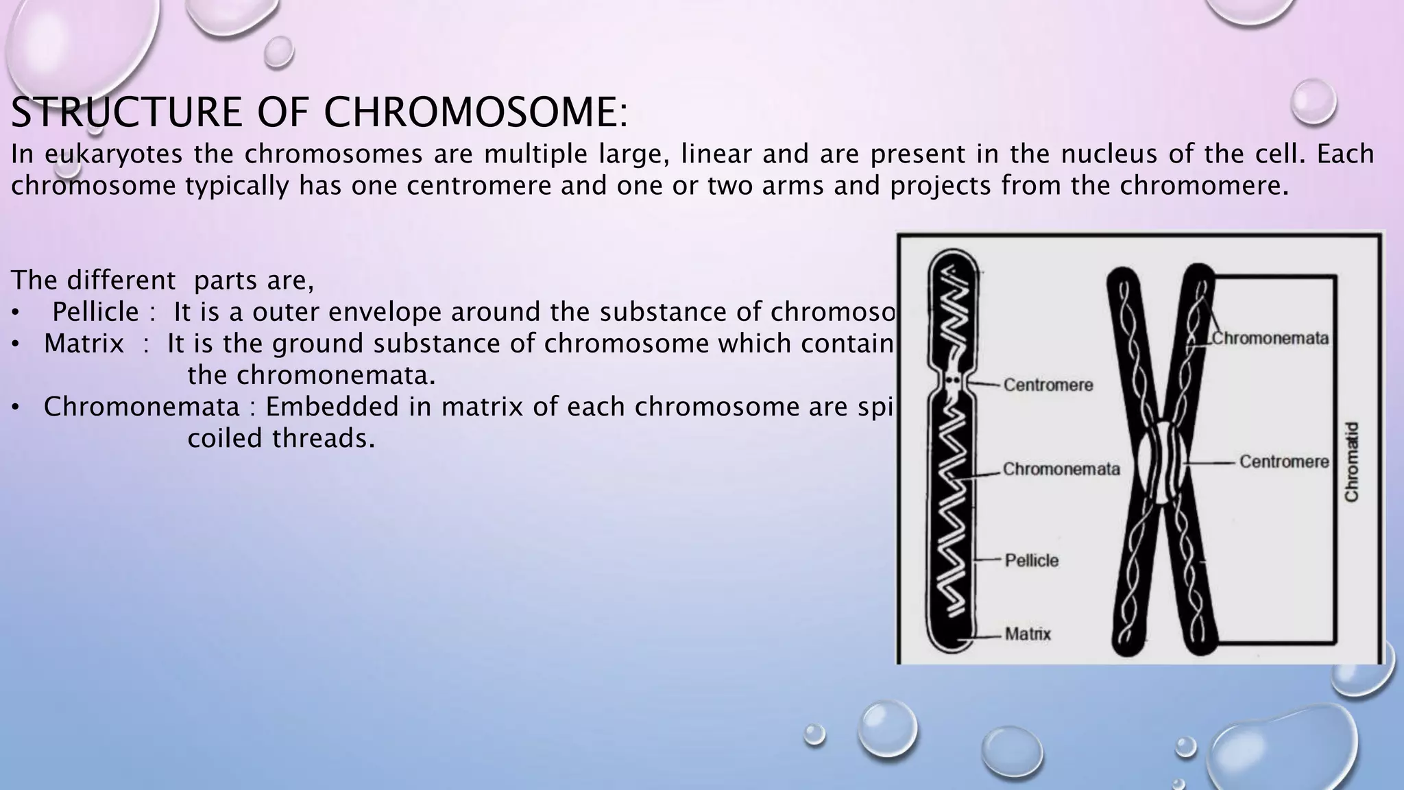 Special chromosome | PPTX