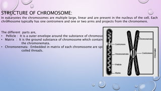 Special chromosome | PPTX