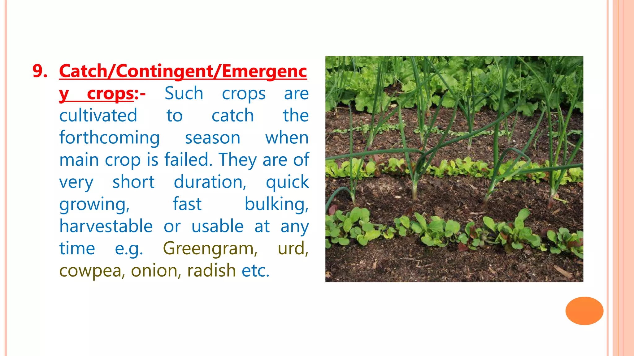 Special Classification of Crops | PPTX