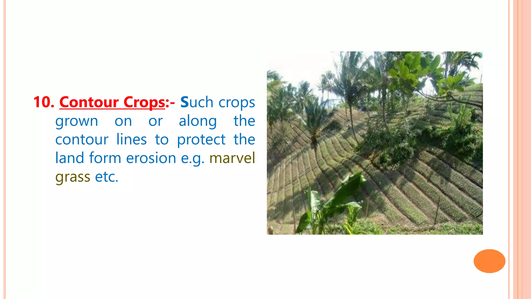 Special Classification of Crops | PPTX