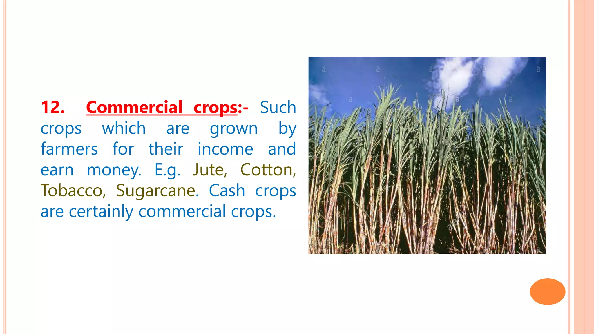 Special Classification of Crops | PPTX
