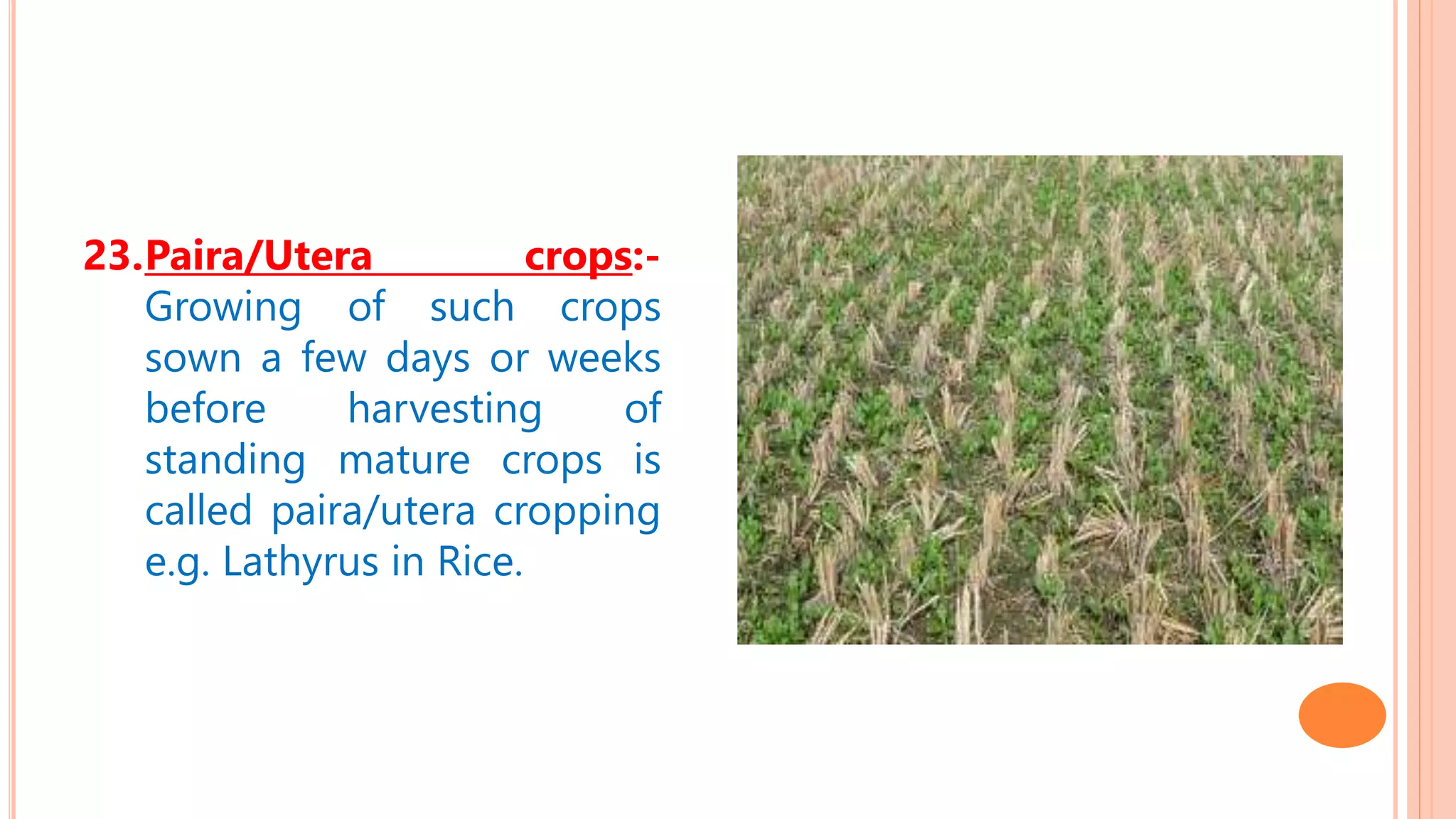 Special Classification of Crops | PPTX