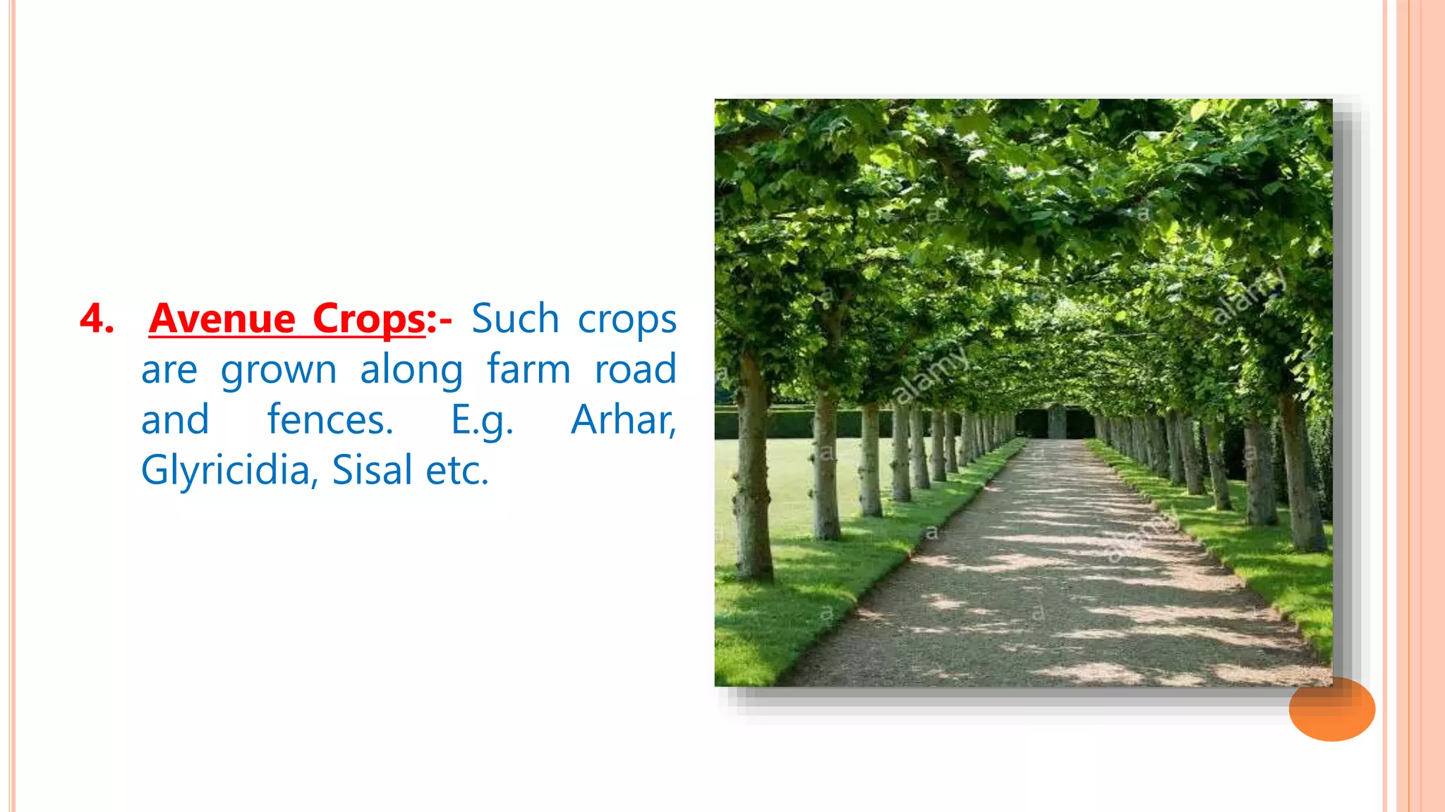 Special Classification of Crops | PPTX