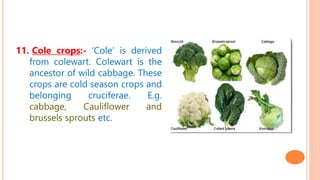 Special Classification of Crops | PPTX