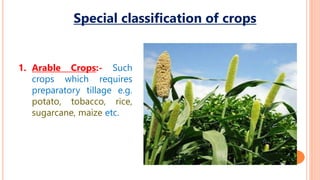 Special Classification of Crops | PPTX