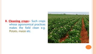 Special Classification of Crops | PPTX