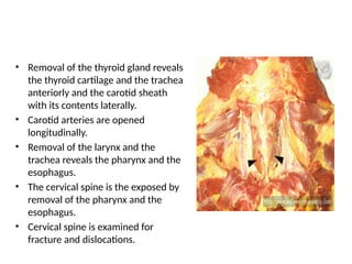 SPECIAL DISSECTION TECHNIQUES-d TOO.pptx