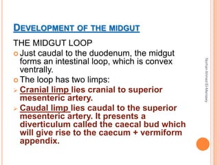 Special embryology | PPT