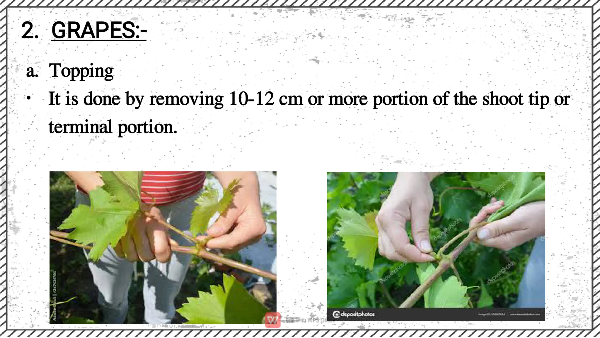 Special Horticultural Practices in fruit crops.pdf