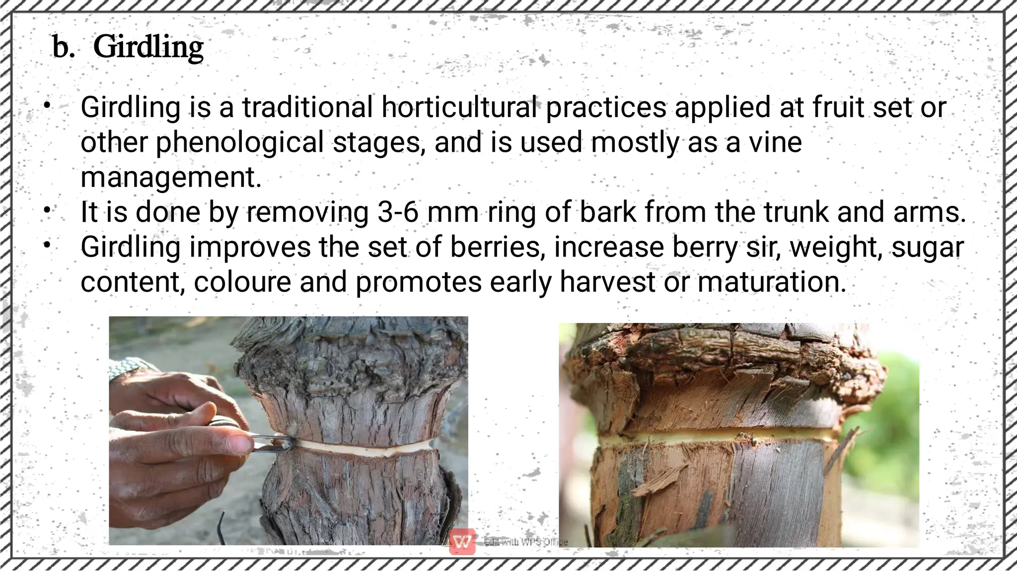 Special Horticultural Practices in fruit crops.pdf