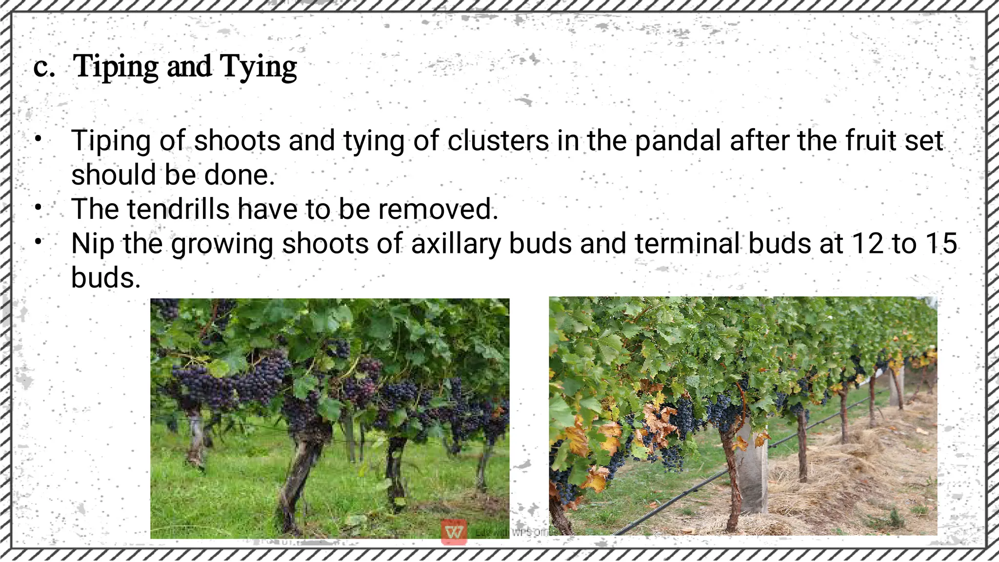 Special Horticultural Practices in fruit crops.pdf