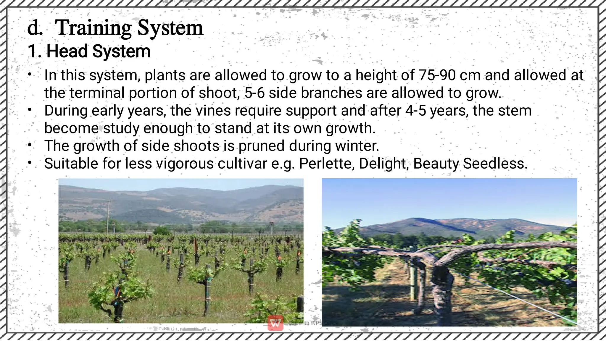 Special Horticultural Practices in fruit crops.pdf