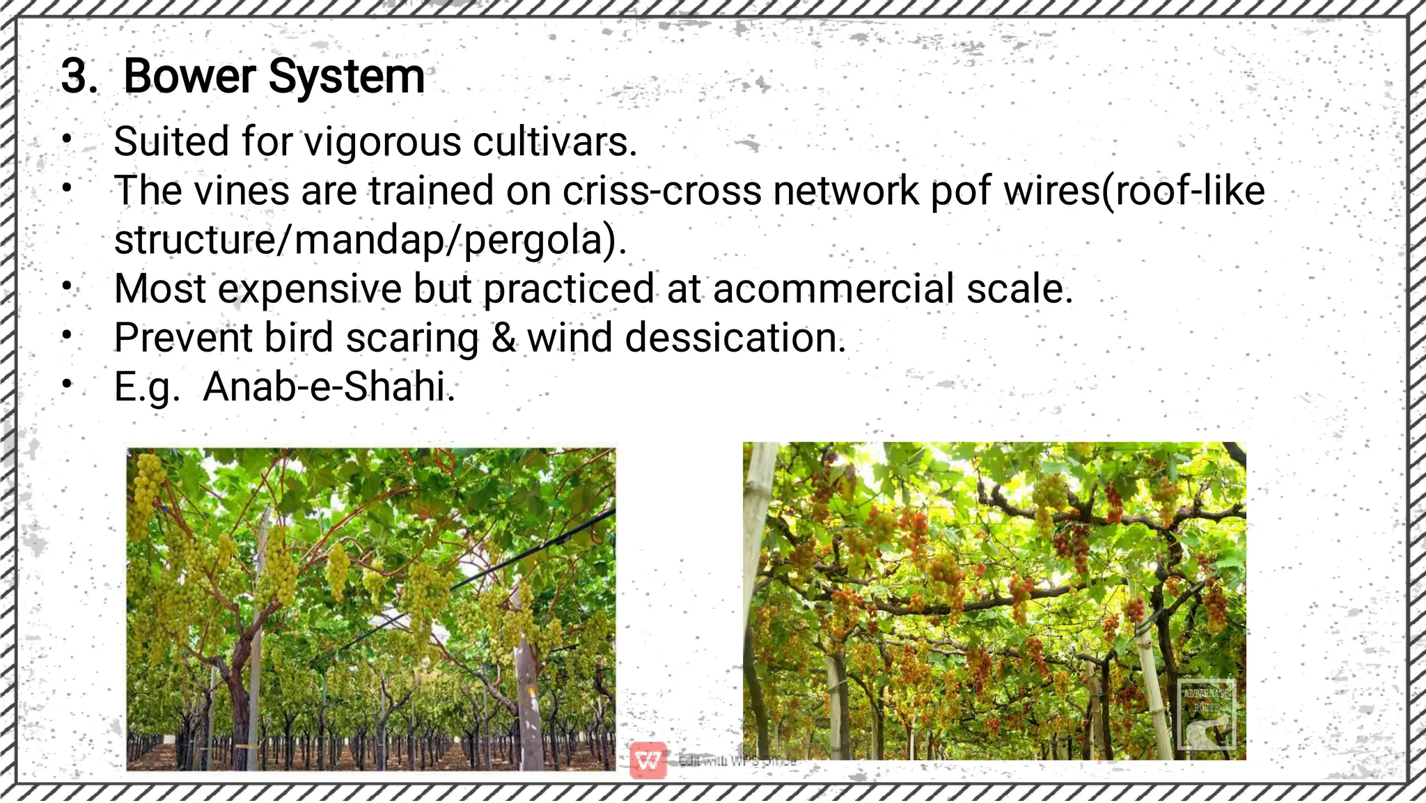 Special Horticultural Practices in fruit crops.pdf