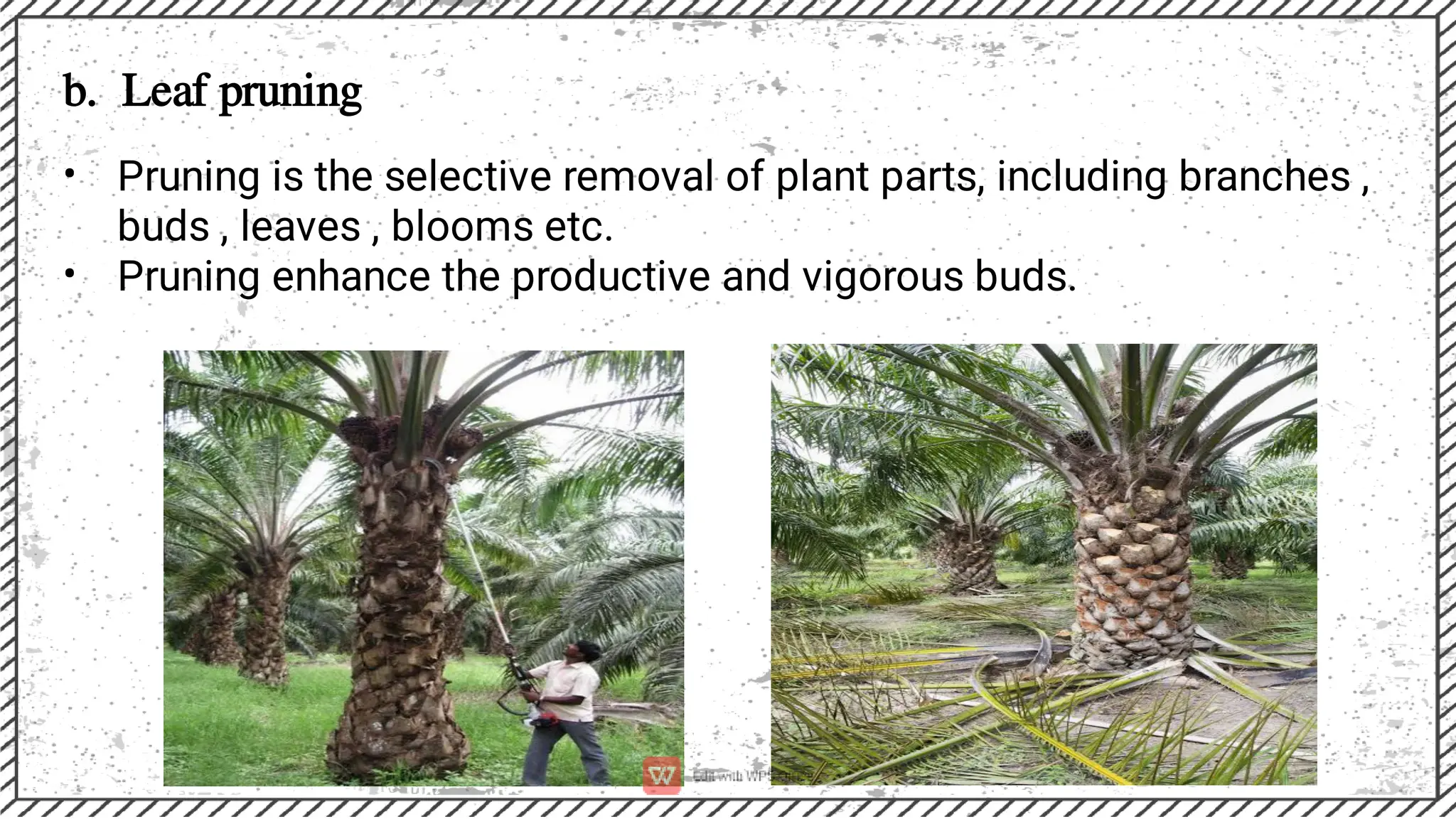 Special Horticultural Practices in fruit crops.pdf