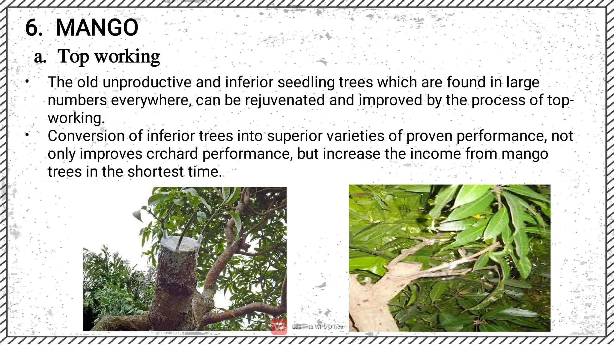 Special Horticultural Practices in fruit crops.pdf