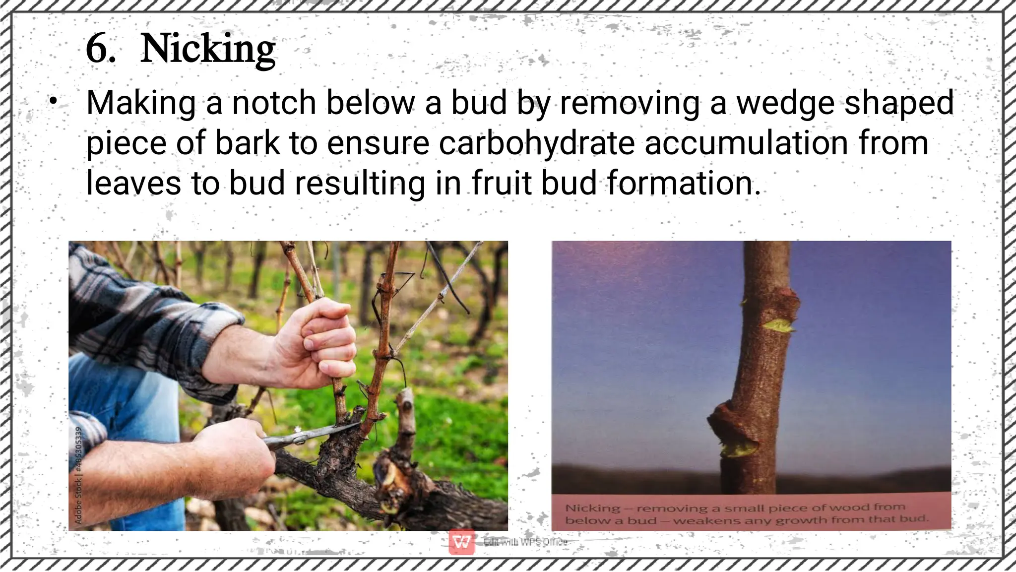 Special Horticultural Practices in fruit crops.pdf