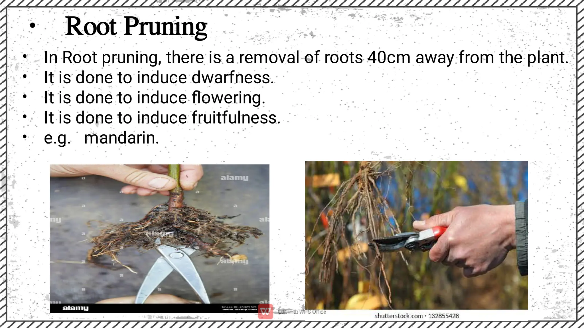 Special Horticultural Practices in fruit crops.pdf