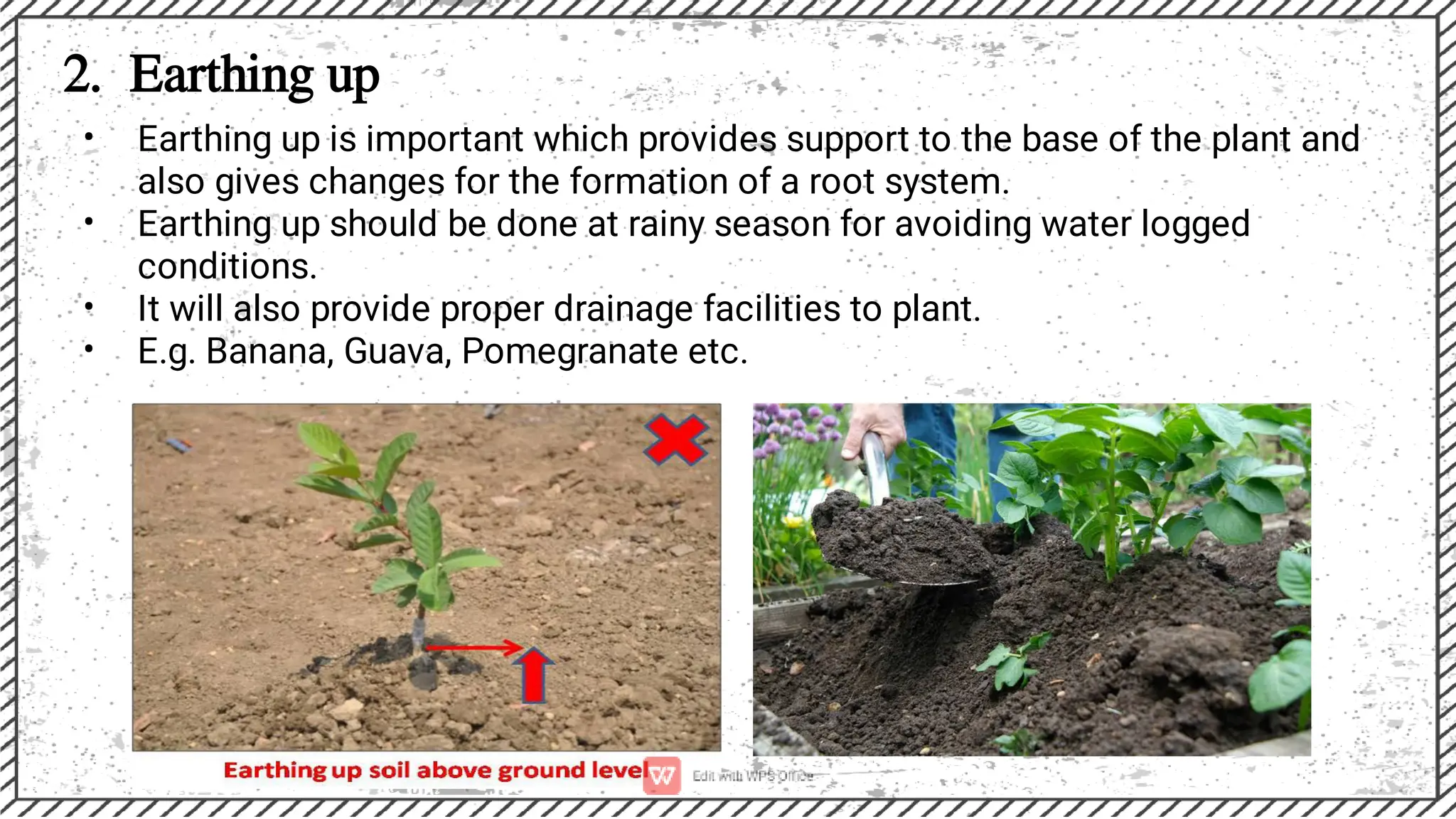 Special Horticultural Practices in fruit crops.pdf