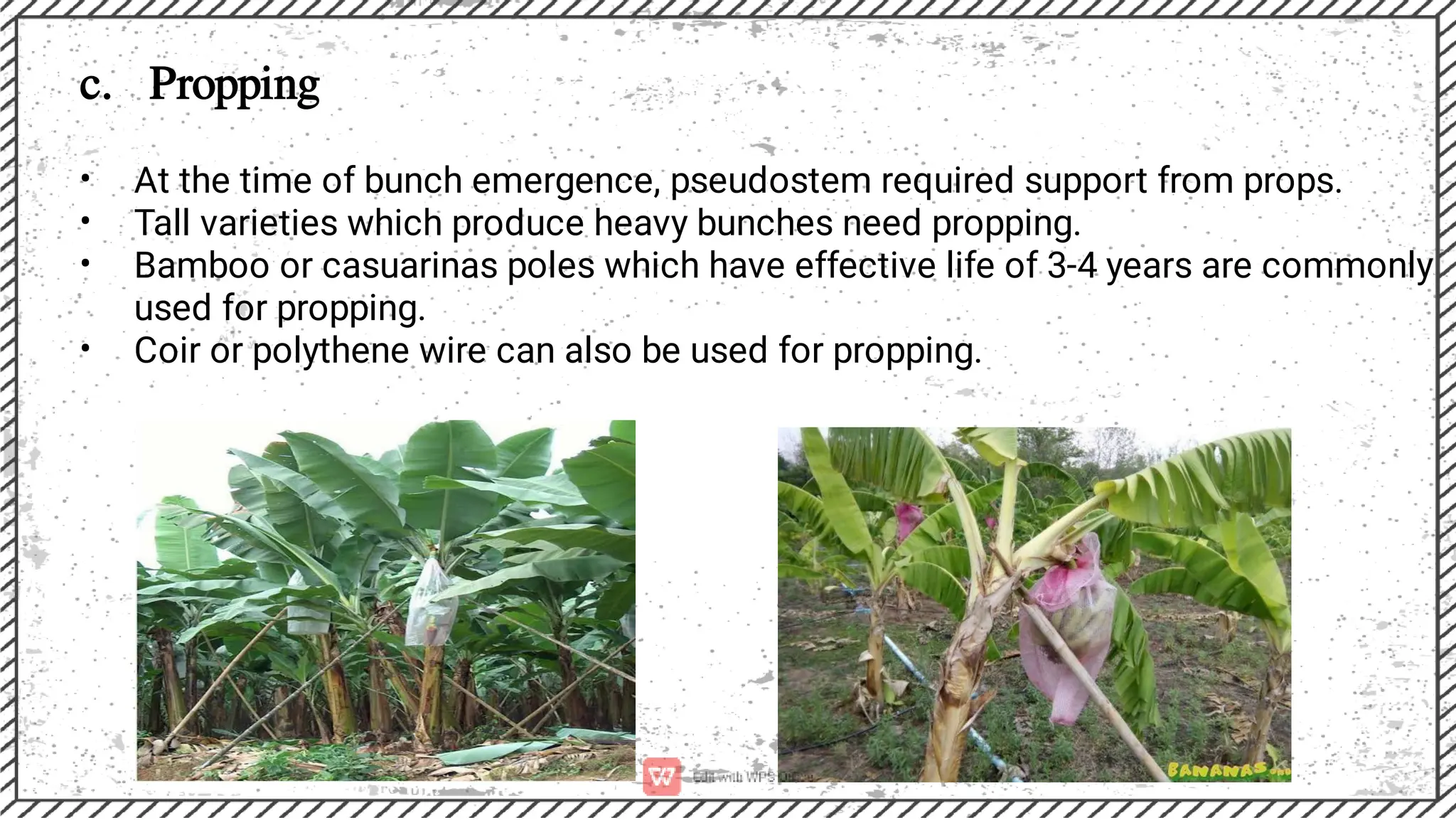 Special Horticultural Practices in fruit crops.pdf