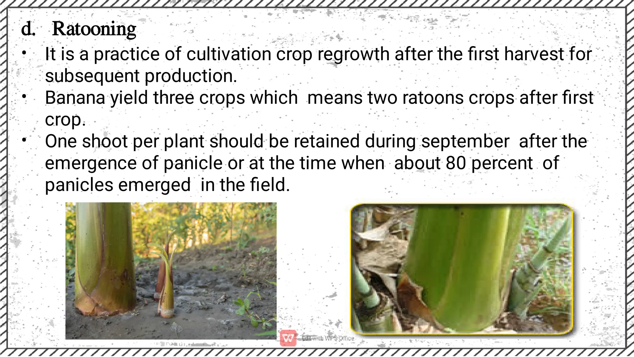 Special Horticultural Practices in fruit crops.pdf