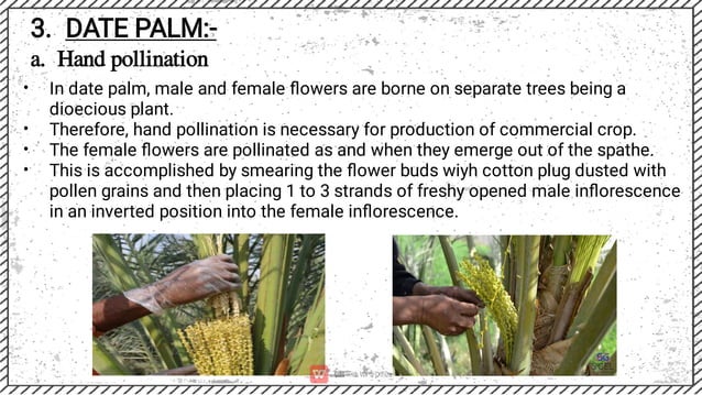 Special Horticultural Practices in fruit crops.pdf | Gardening | Home ...