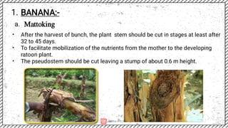 Special Horticultural Practices in fruit crops.pdf