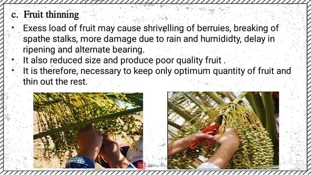 Special Horticultural Practices in fruit crops.pdf | Gardening | Home ...