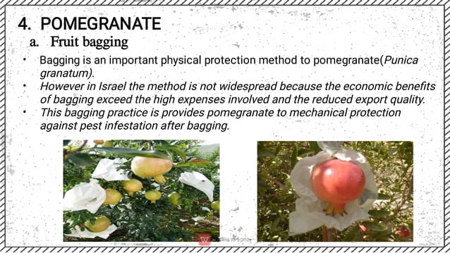 Special Horticultural Practices in fruit crops.pdf | Gardening | Home ...