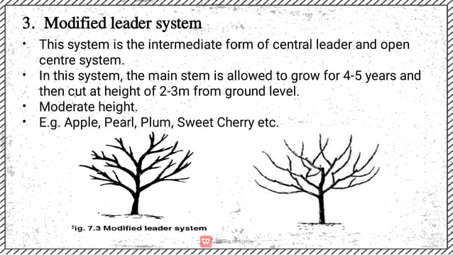 Special Horticultural Practices in fruit crops.pdf | Gardening | Home ...